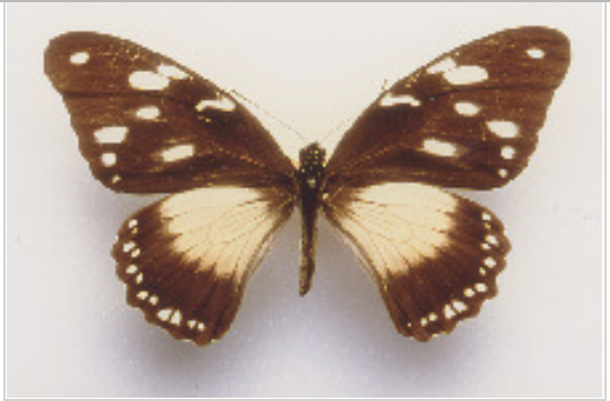 Devoir Maison 2024 :: Cours Tan